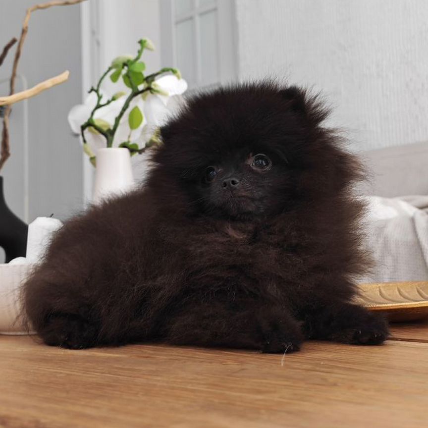 Померанский шпиц, щенок