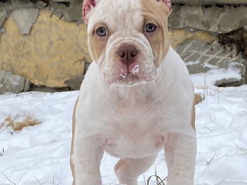 Американский Булли девочка покет