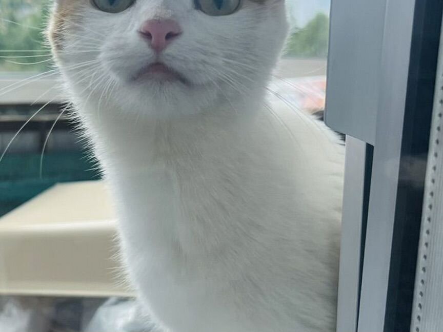 Кошка
