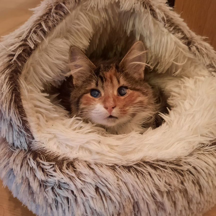 Котенок в добрые руки бесплатно