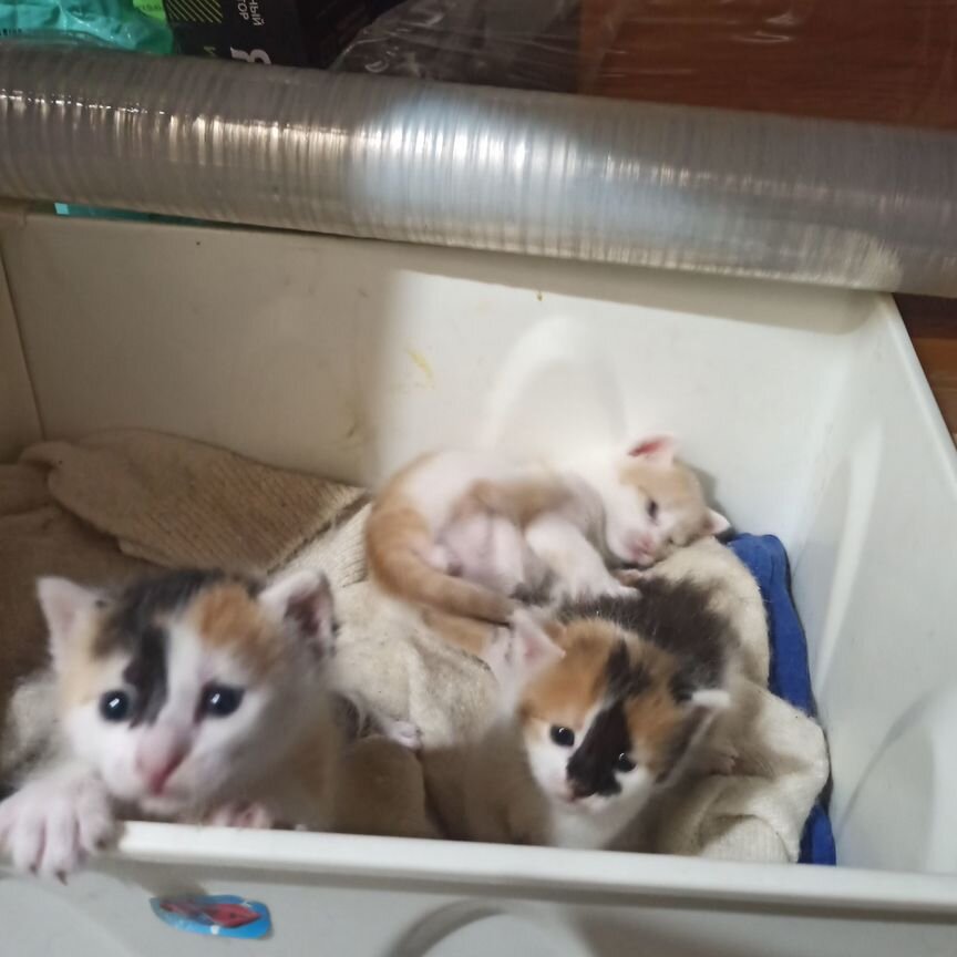 Счастливые котята в добрые ручки