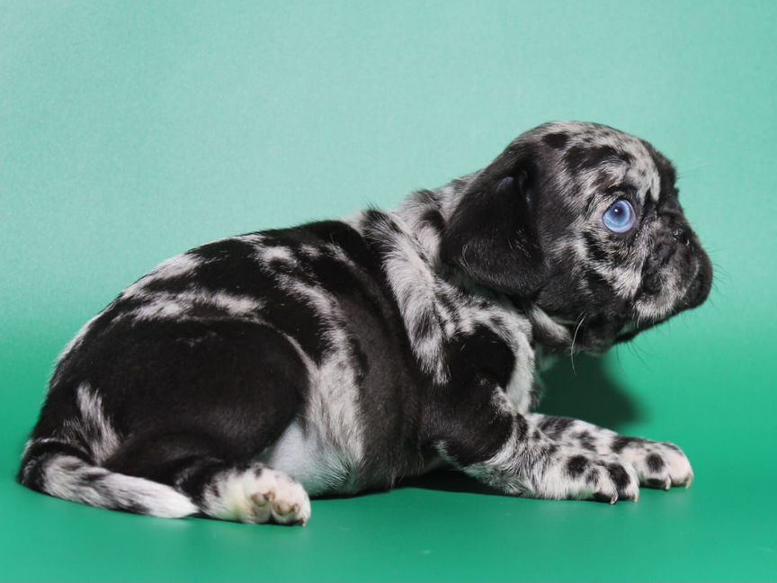 Мраморные мопсики