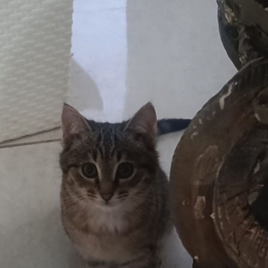 Котята