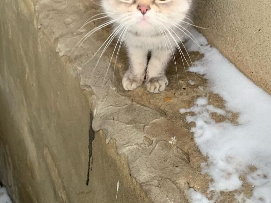 Кошки в добрые руки