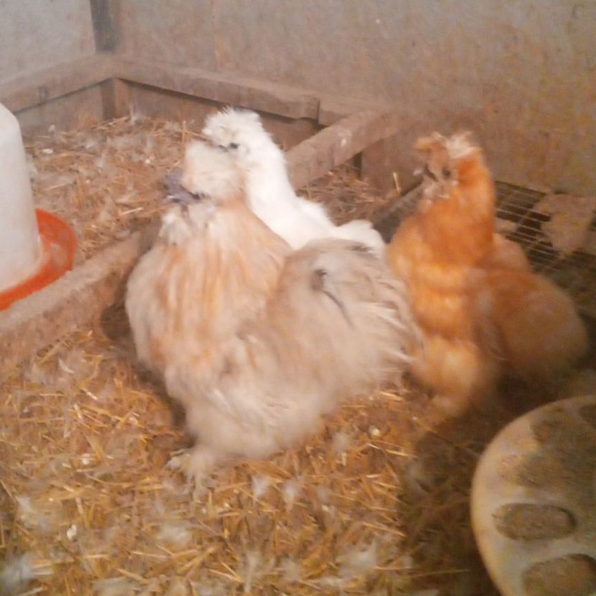 Китайские шелковые куры