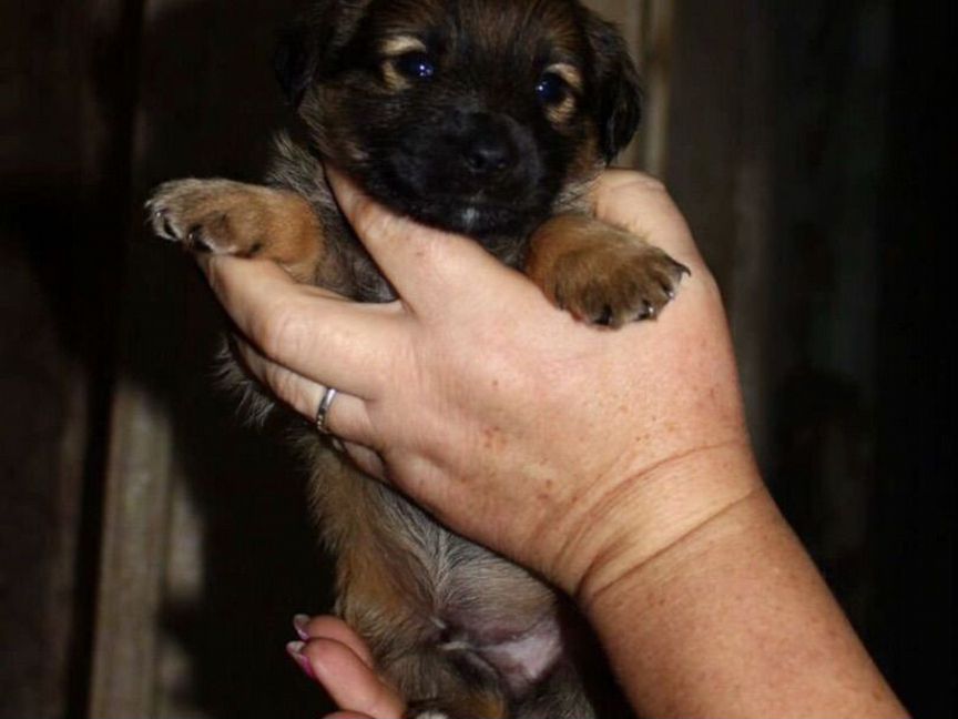 Собака в добрые руки отдам бесплатно щенки