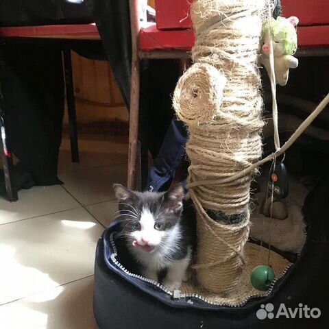 Котёночек, мэнкс, 1 месяц