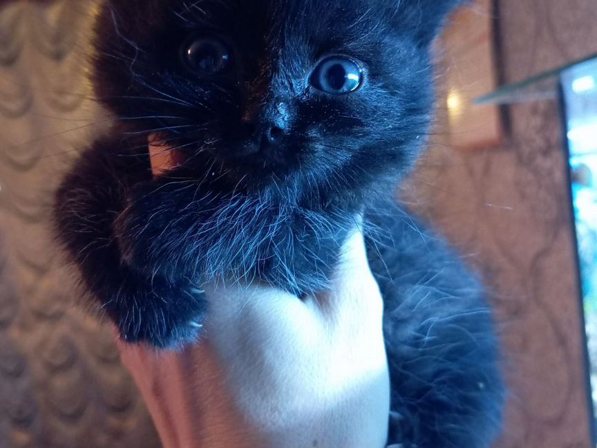 Котëнок 1 мес