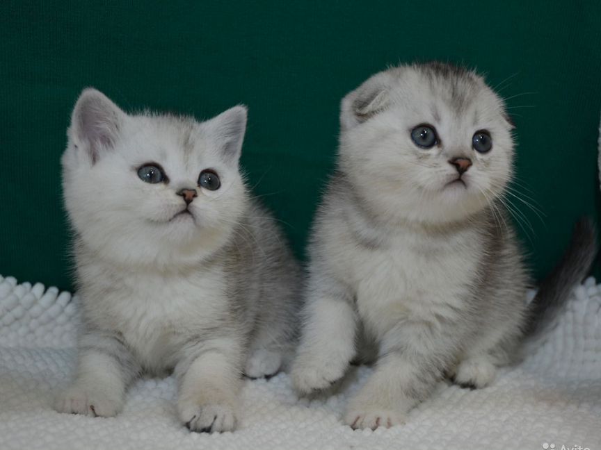 Шикарные вислоушки ждут семью