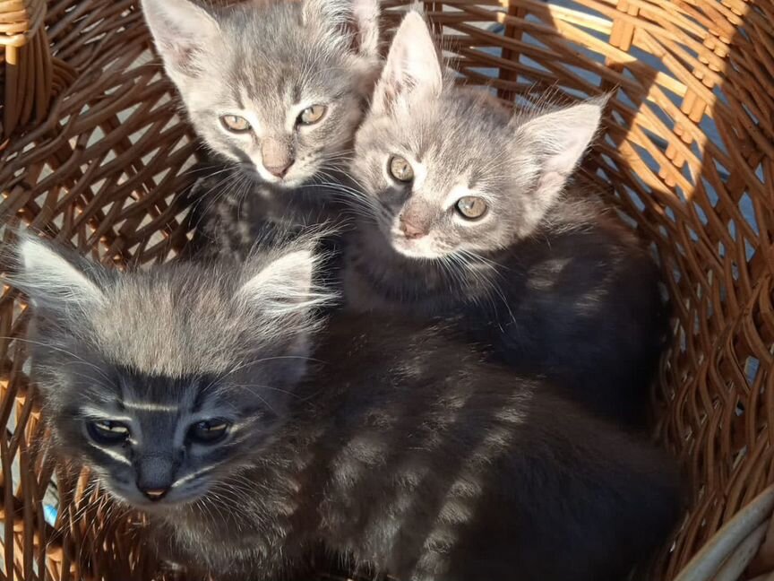 Котята в добрые руки