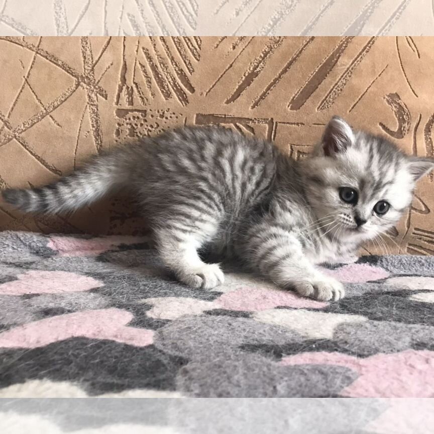Шотландский прямоухий короткошёрстный котёнок