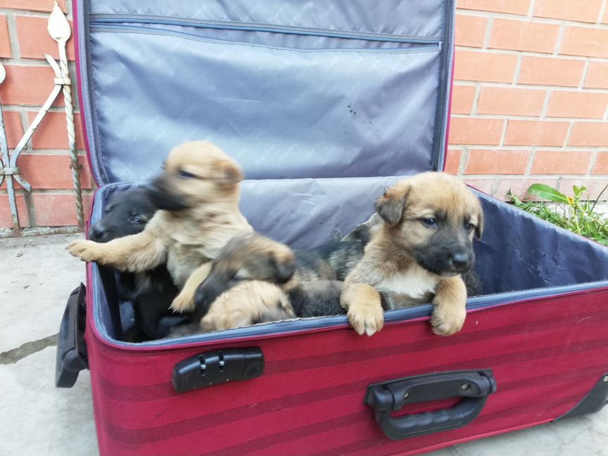 Щеночки в добрые руки