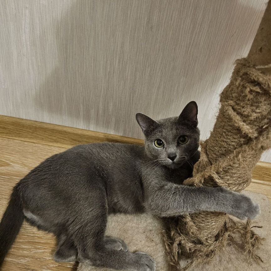 Русская голубая кот