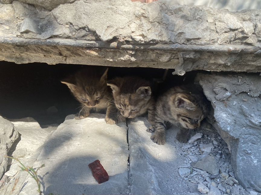 Кошки и котята