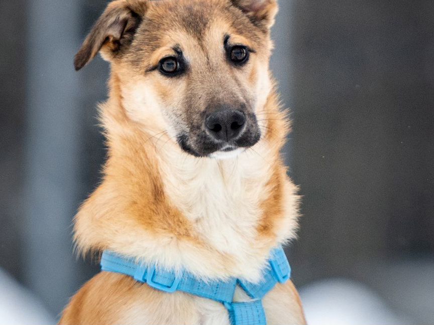 Щенок бесплатно Тоша