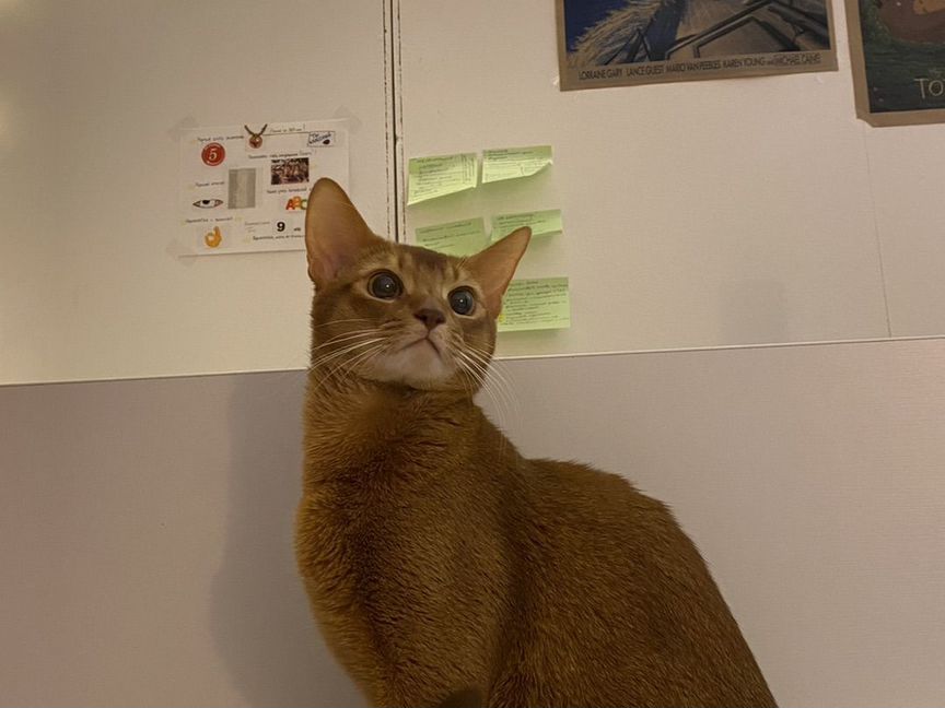 Вязка кошек