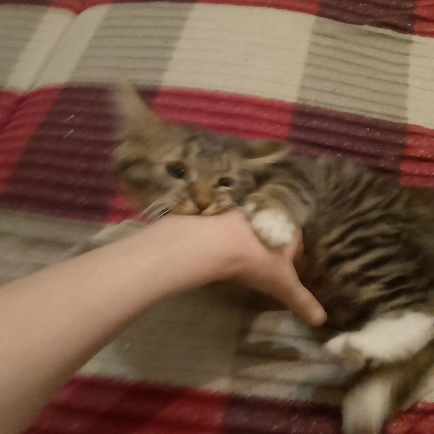 Продается мистер котэ