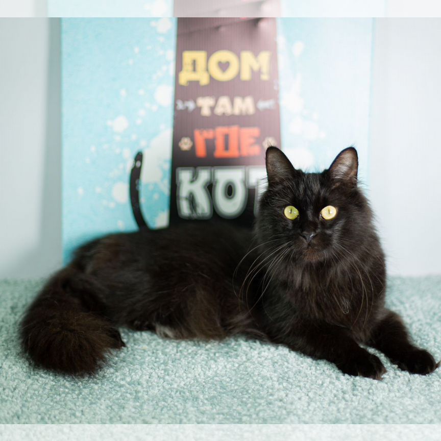 Кошечка Блеки в поисках семьи