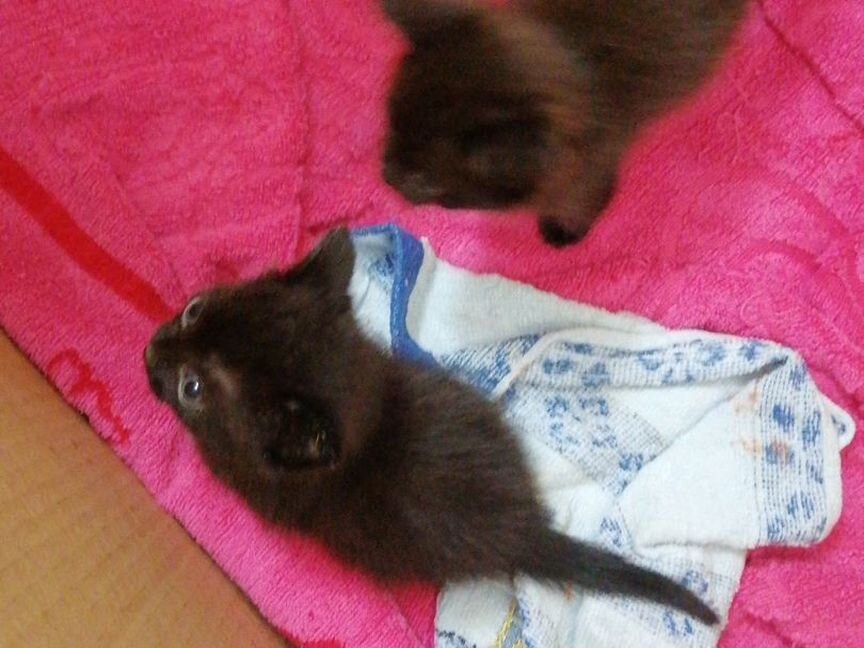 Отдам котенка в добрые руки