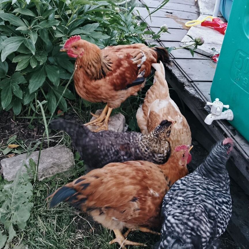 Продам петухов Кучинская