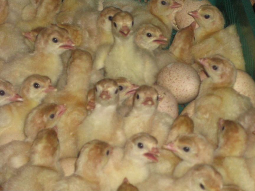 Индюшата биг - 6, Хайбрид Конвертер