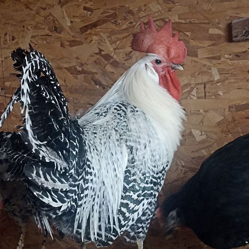 Петух брекель