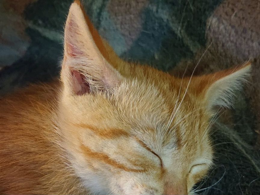 Котёнок. Котёночек. Котейка