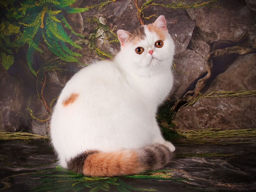 Экзотическая лапочка