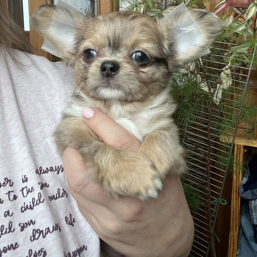 Чихуахуа, щенок