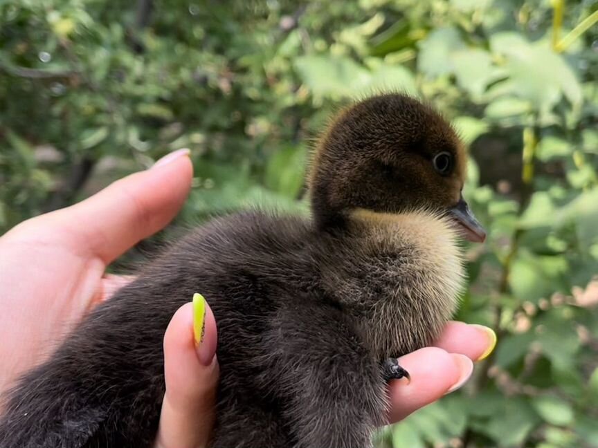 Продаю утят индоутки