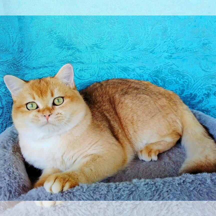 Кот золотая шиншилла