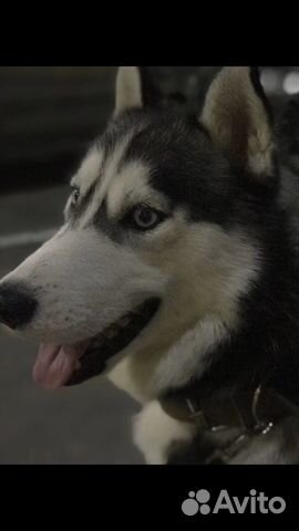 Сибирский хаски