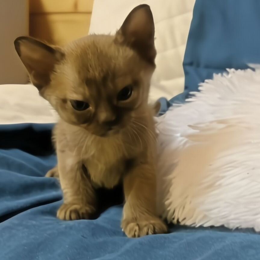 Европейский бурманский котёнок