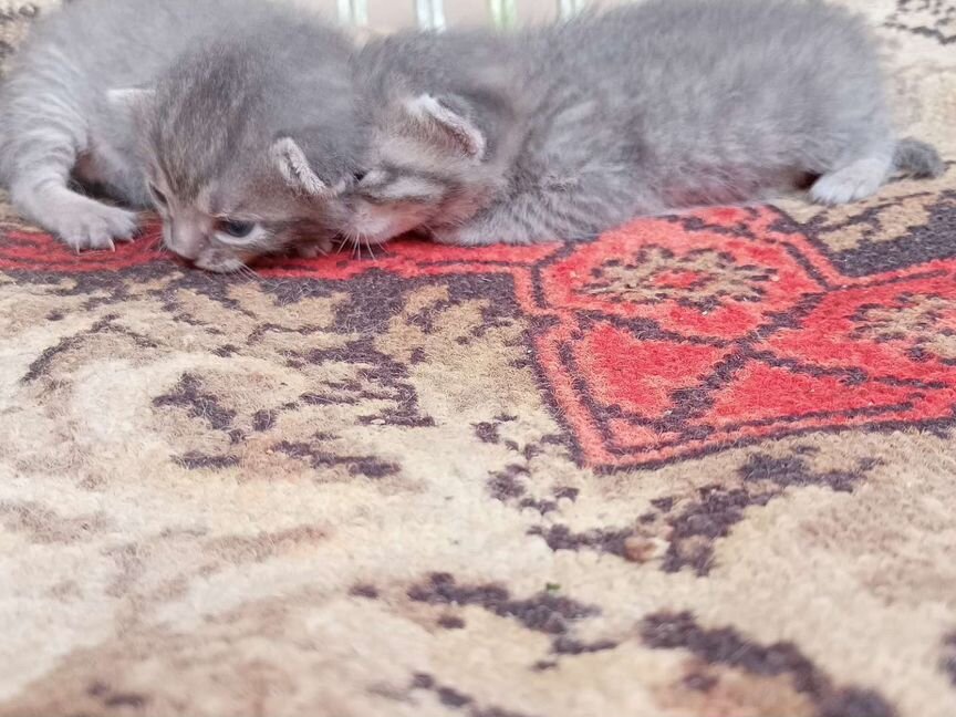 Котятки в добрые руки