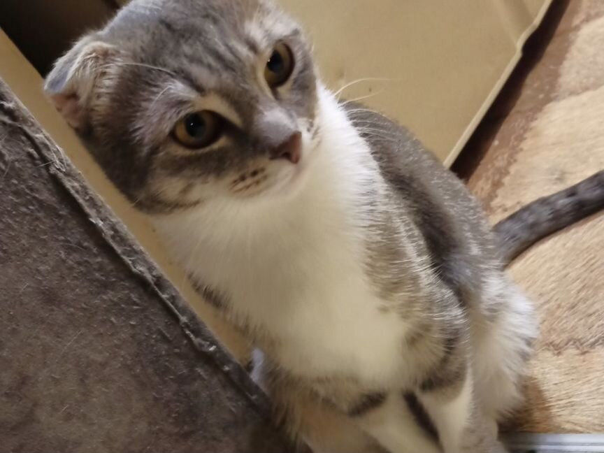 Ищет дом кошка Маша