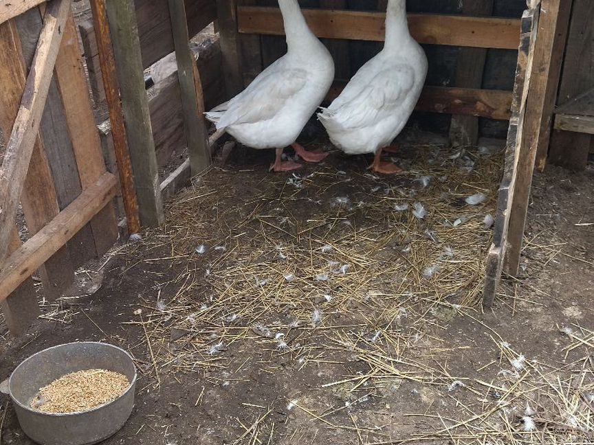 Годовалые гуси