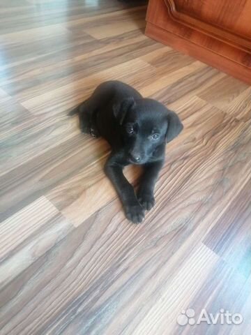 Собака в добрые руки щенок