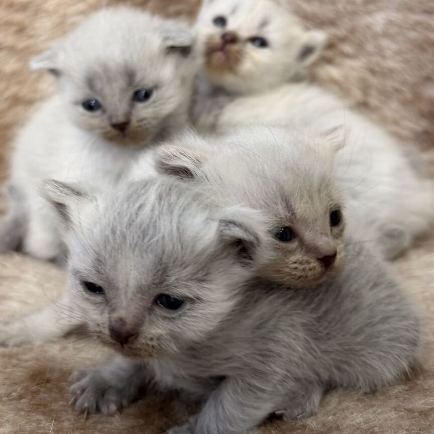 Шотландский вислоухий длинношёрстный котёнок