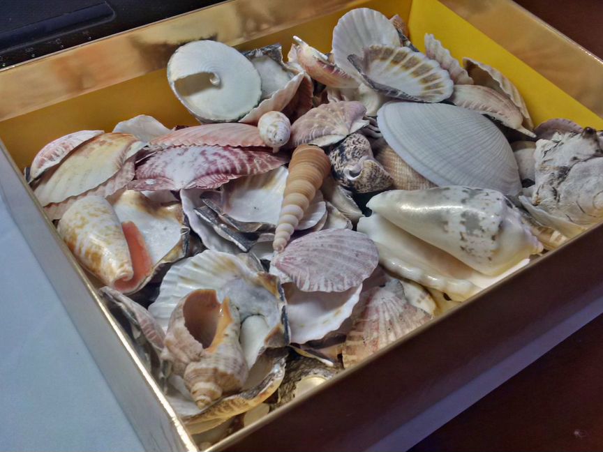 Ракушки для аквариума, для творчества, для поделок