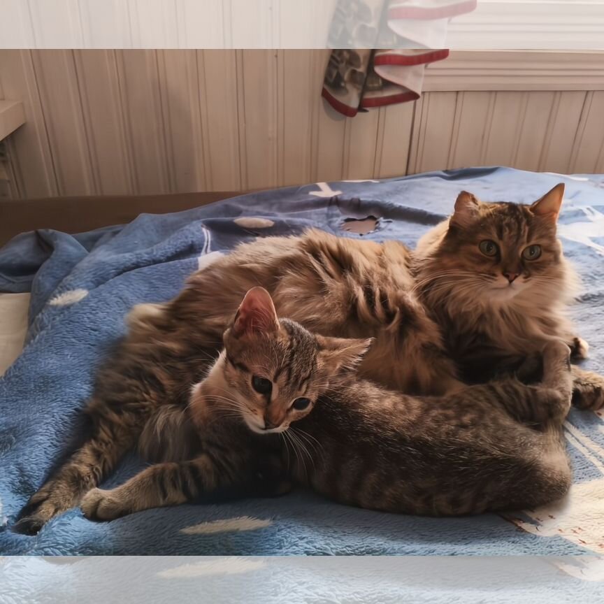 Европейский короткошёрстный котёнок