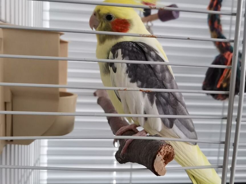 Попугай карелла с клеткой