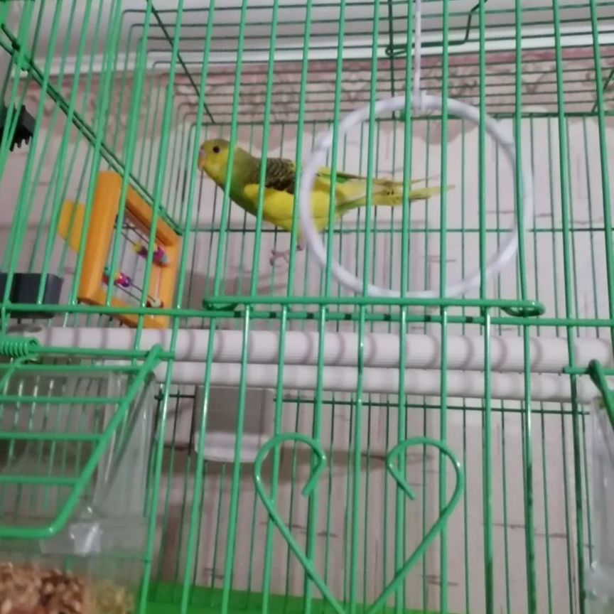 Волнистый попугай с клеткой