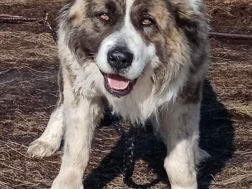 Кавказская волкодав