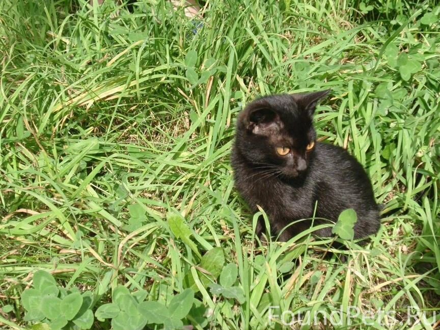 Котята в добрые руки бесплатно