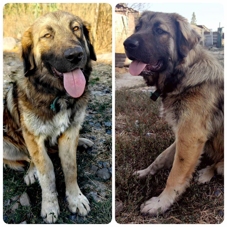 Пес в добрые руки