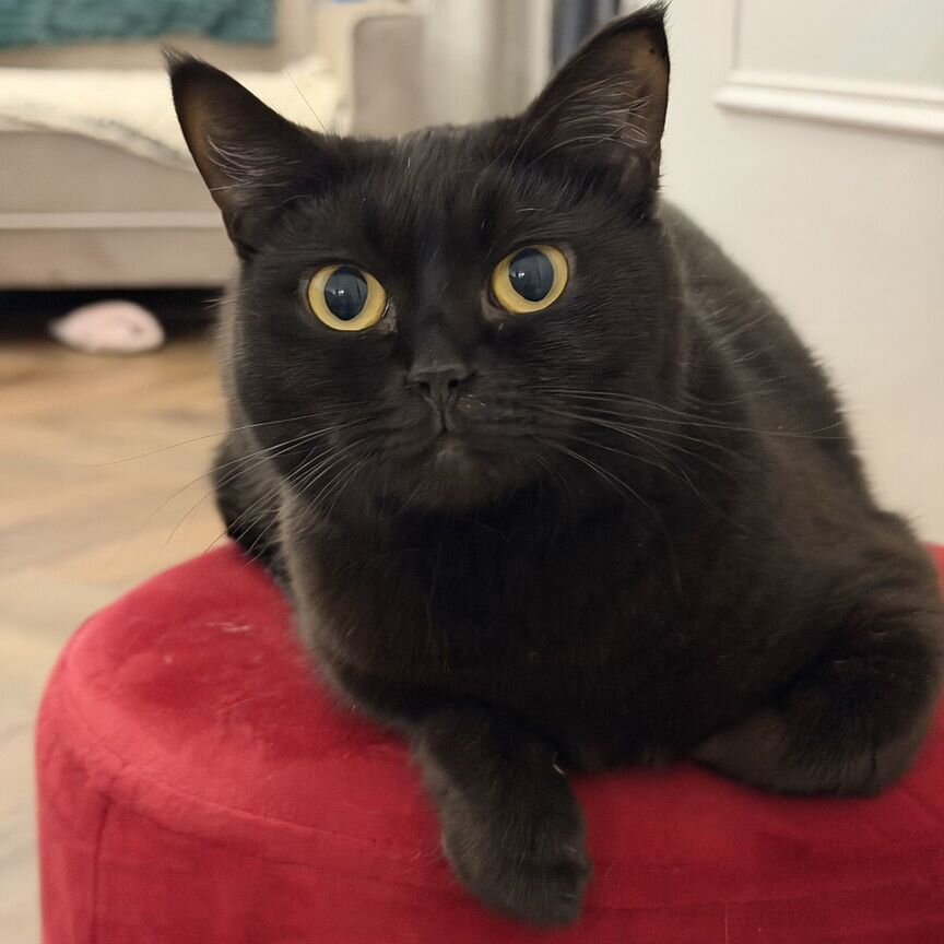 Взрослая, Девочка кошка в добрые руки