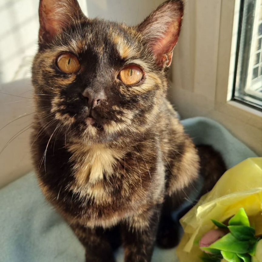 Кошечка котенок 5.5.мес Наташка