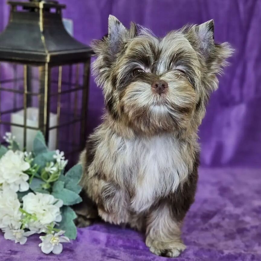 Йоркширский терьер, щенок