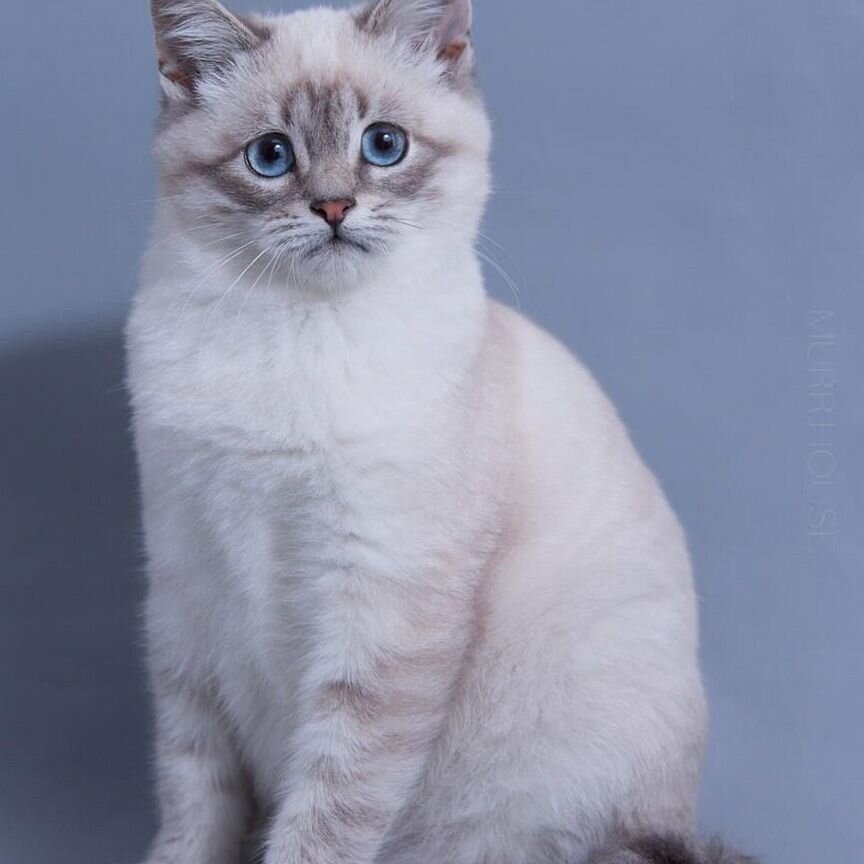 Котик Марсель Ищет дом