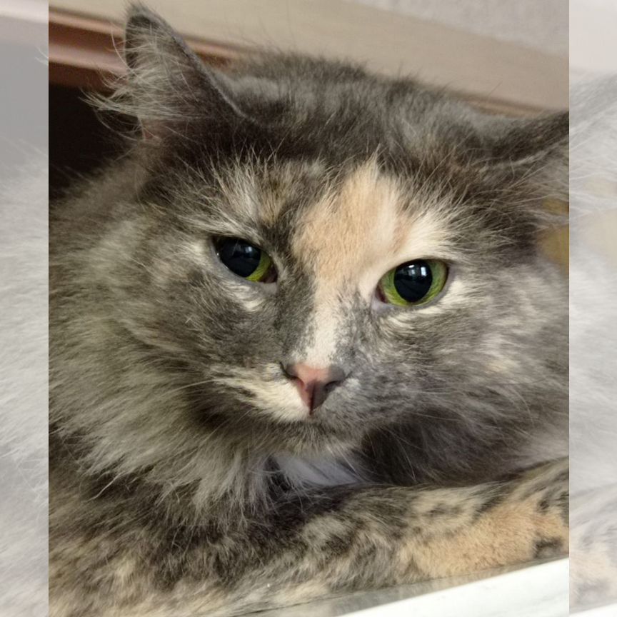 Взрослая кошка от частного владельца